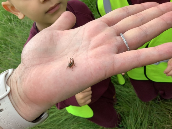 Beaumont Primary School - Reception visit Gatton Park